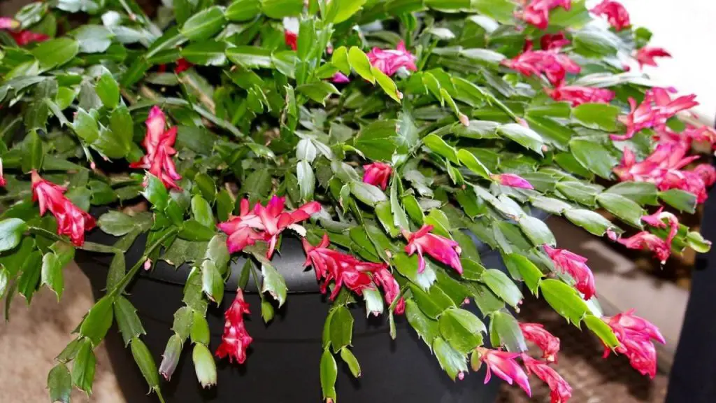 Si tienes esta planta de invierno, te desvelamos el truco para que ...