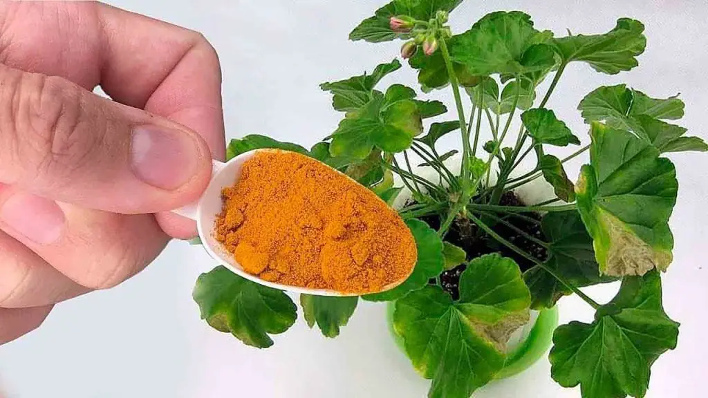 Pon Un Poco En Todas Las Plantas De La Casa Verás Los Resultados En 6280