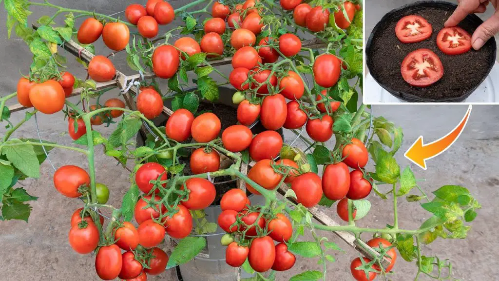 ¡Cómo cultivar tomates en casa en 3 sencillos pasos! – Trucos Para Tu hogar