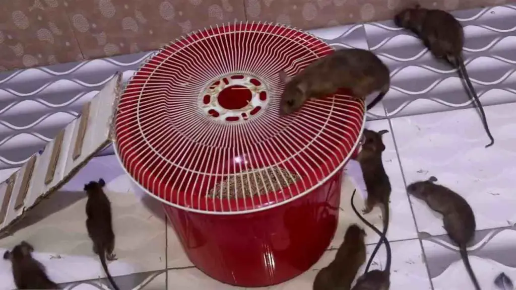 Una caja de plástico basta para atrapar ratones: esta trampa es infalible – Trucos Para Tu hogar